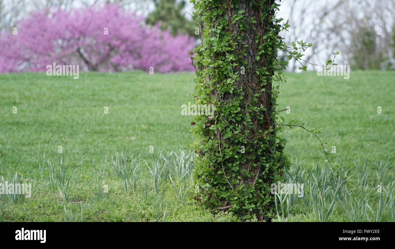 Tree vines hi-res stock photography and images - Alamy