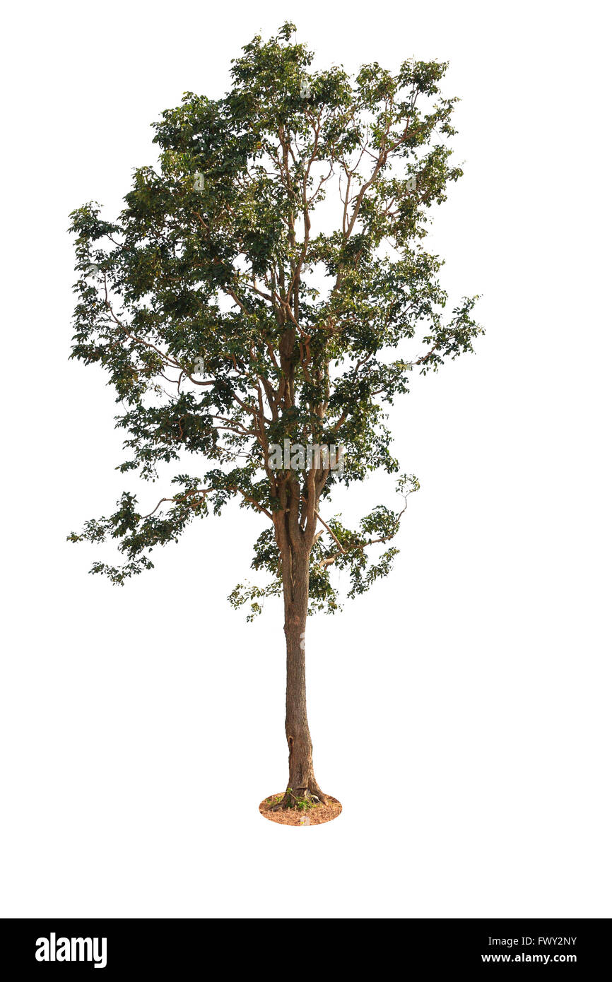 isolated deciduous tree on a white background Stock Photo - Alamy isolated deciduous tree on a white background Stock Photo - Alamy