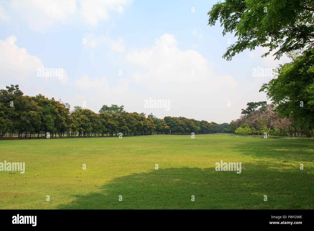 Public park beautiful with green grass field and tree Stock Photo - Alamy