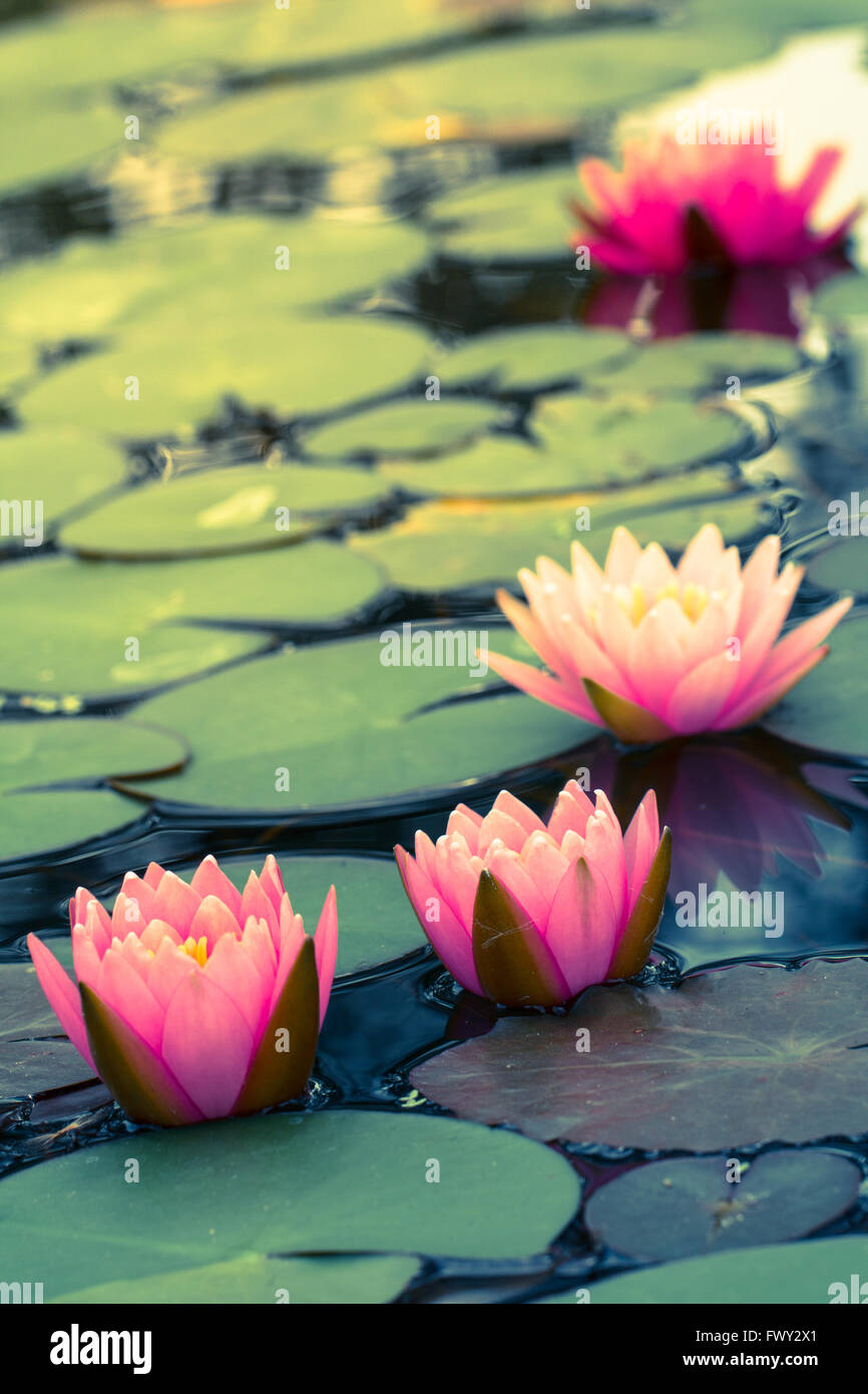Beautiful waterlily or lotus flower in pond Stock Photo - Alamy