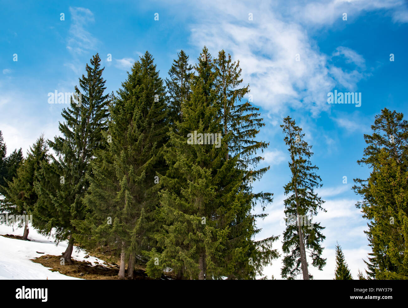 Beautiful pine trees on sky background Stock Photo - Alamy