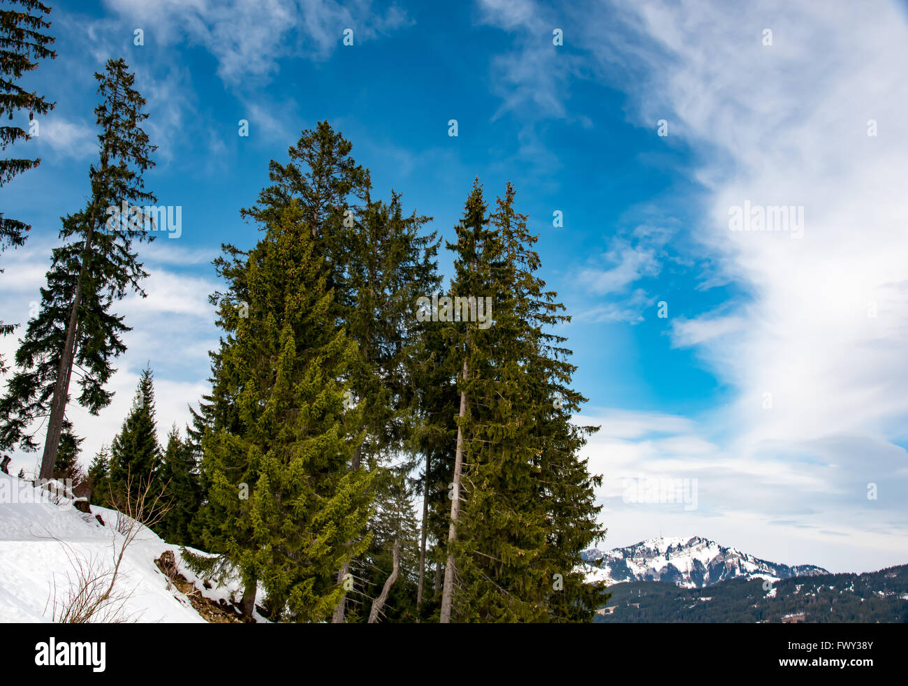Beautiful pine trees on sky background Stock Photo - Alamy
