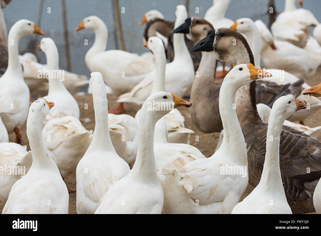 Geese at a farm Stock Photo - Alamy