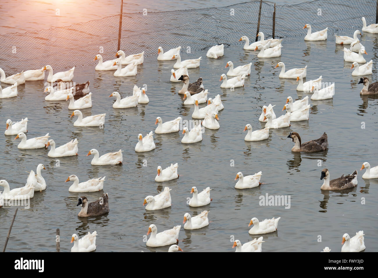 Geese at a farm Stock Photo - Alamy