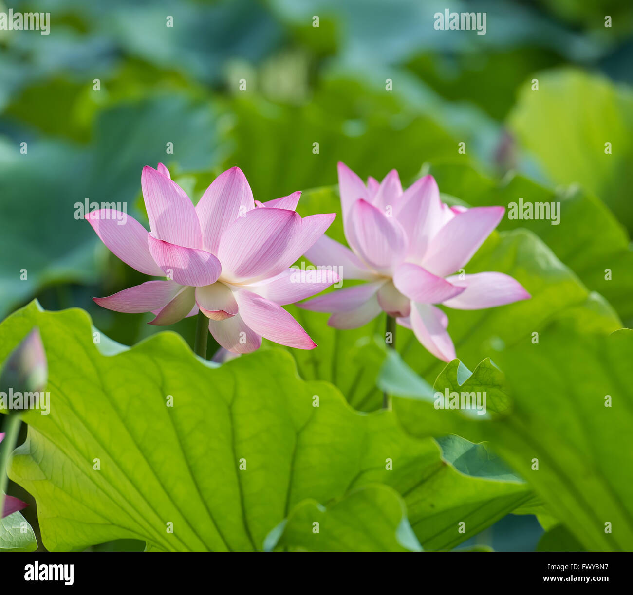 Lotus flower and Lotus flower plants Stock Photo - Alamy