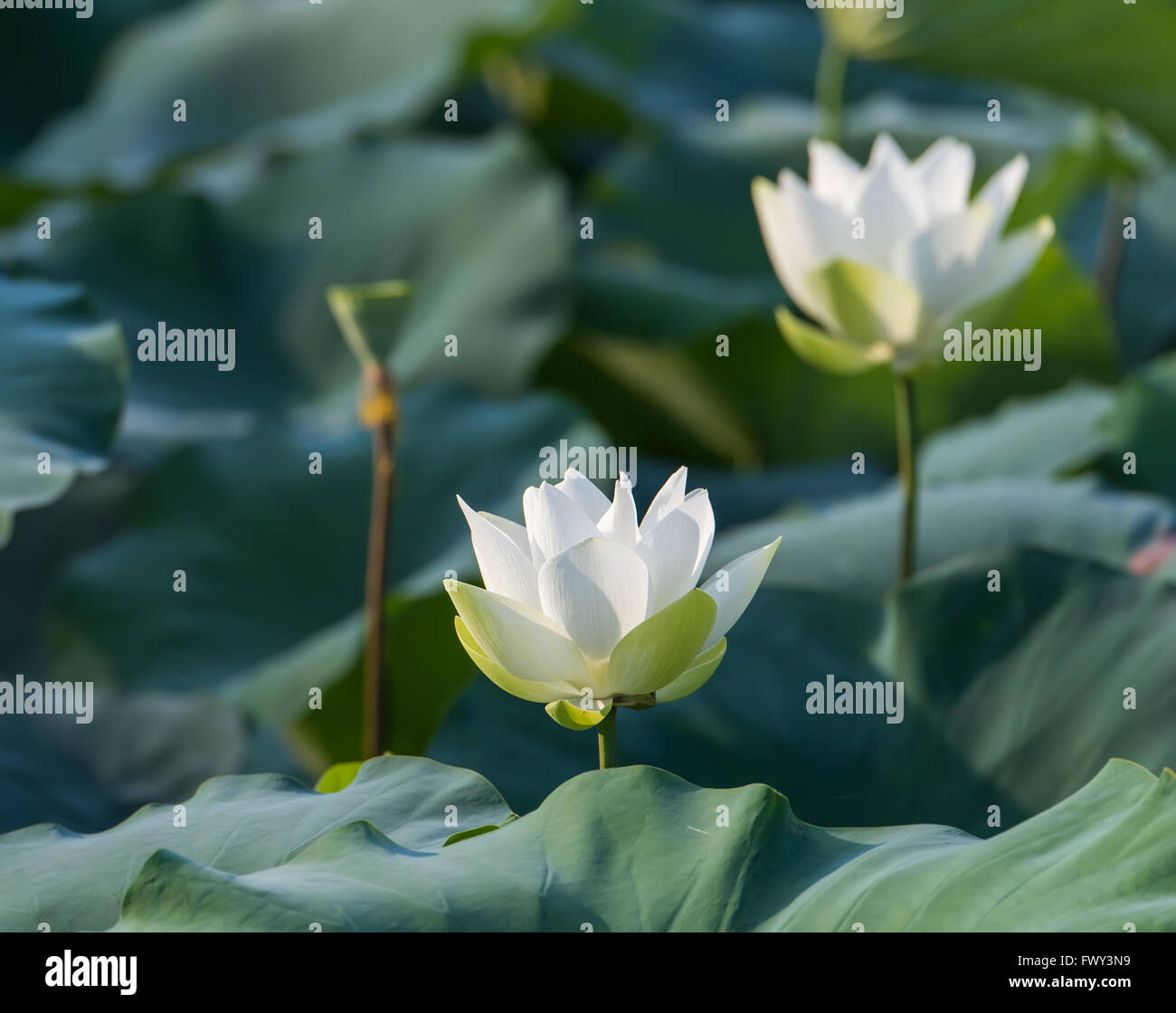 Lotus flower and Lotus flower plants Stock Photo - Alamy