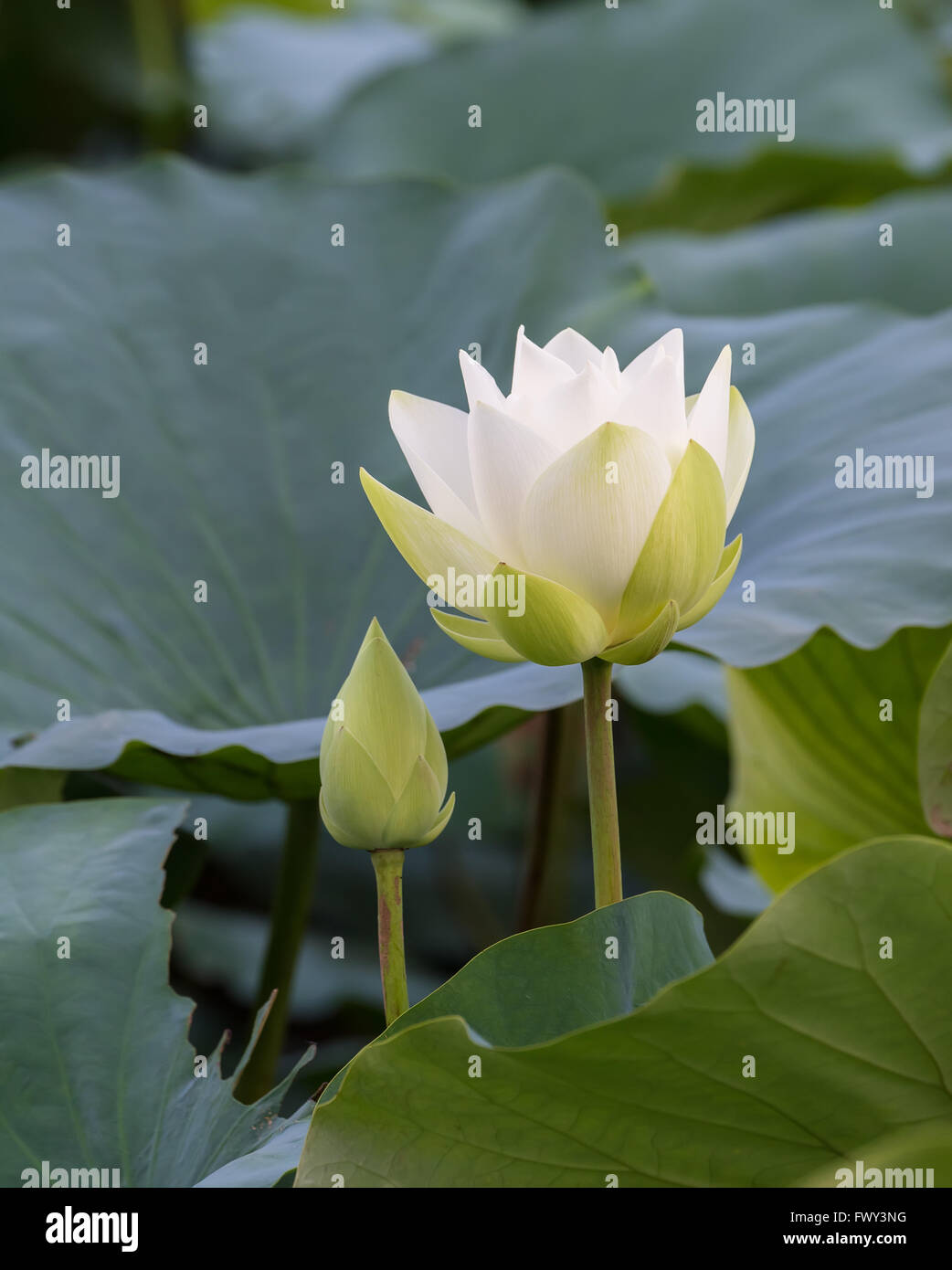Lotus flower and Lotus flower plants Stock Photo - Alamy