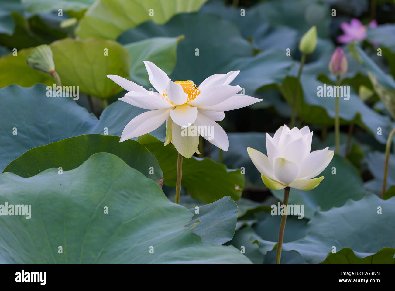 Lotus flower and Lotus flower plants Stock Photo - Alamy