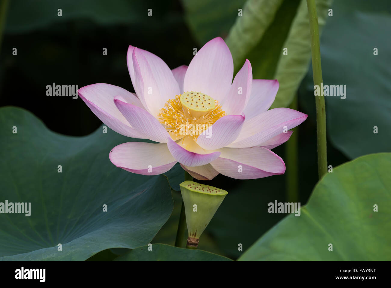 Lotus flower and Lotus flower plants Stock Photo - Alamy
