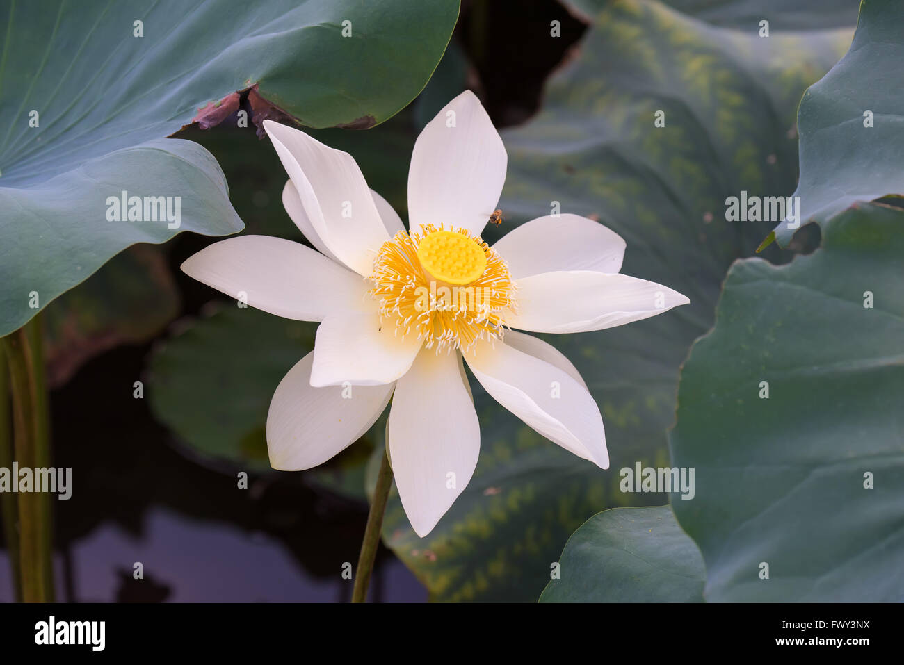 Lotus flower and Lotus flower plants Stock Photo - Alamy