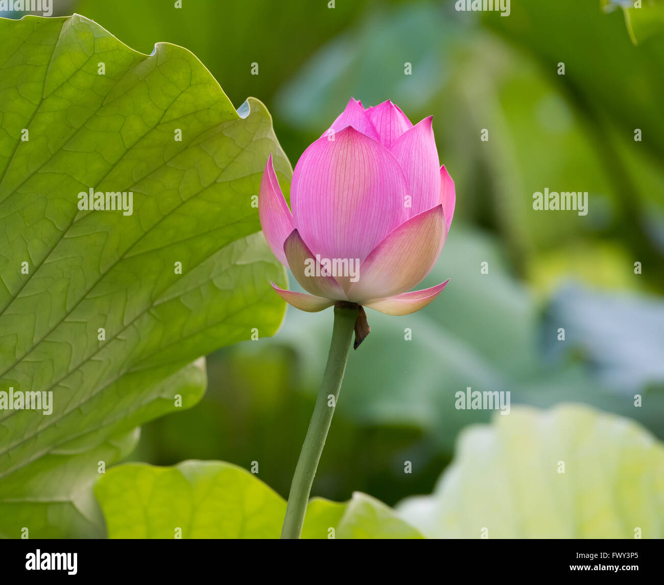 Lotus flower and Lotus flower plants Stock Photo - Alamy