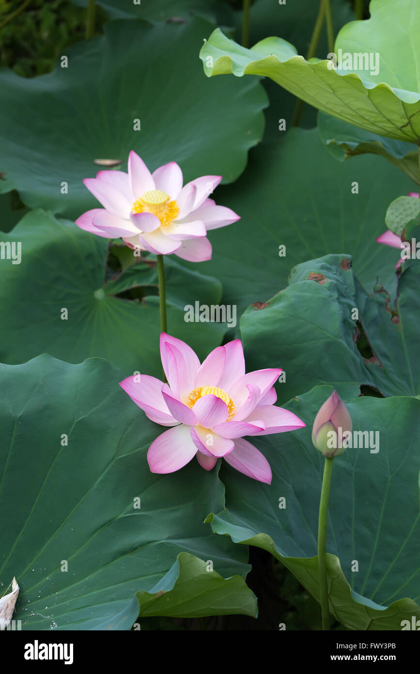 Lotus flower and Lotus flower plants Stock Photo - Alamy