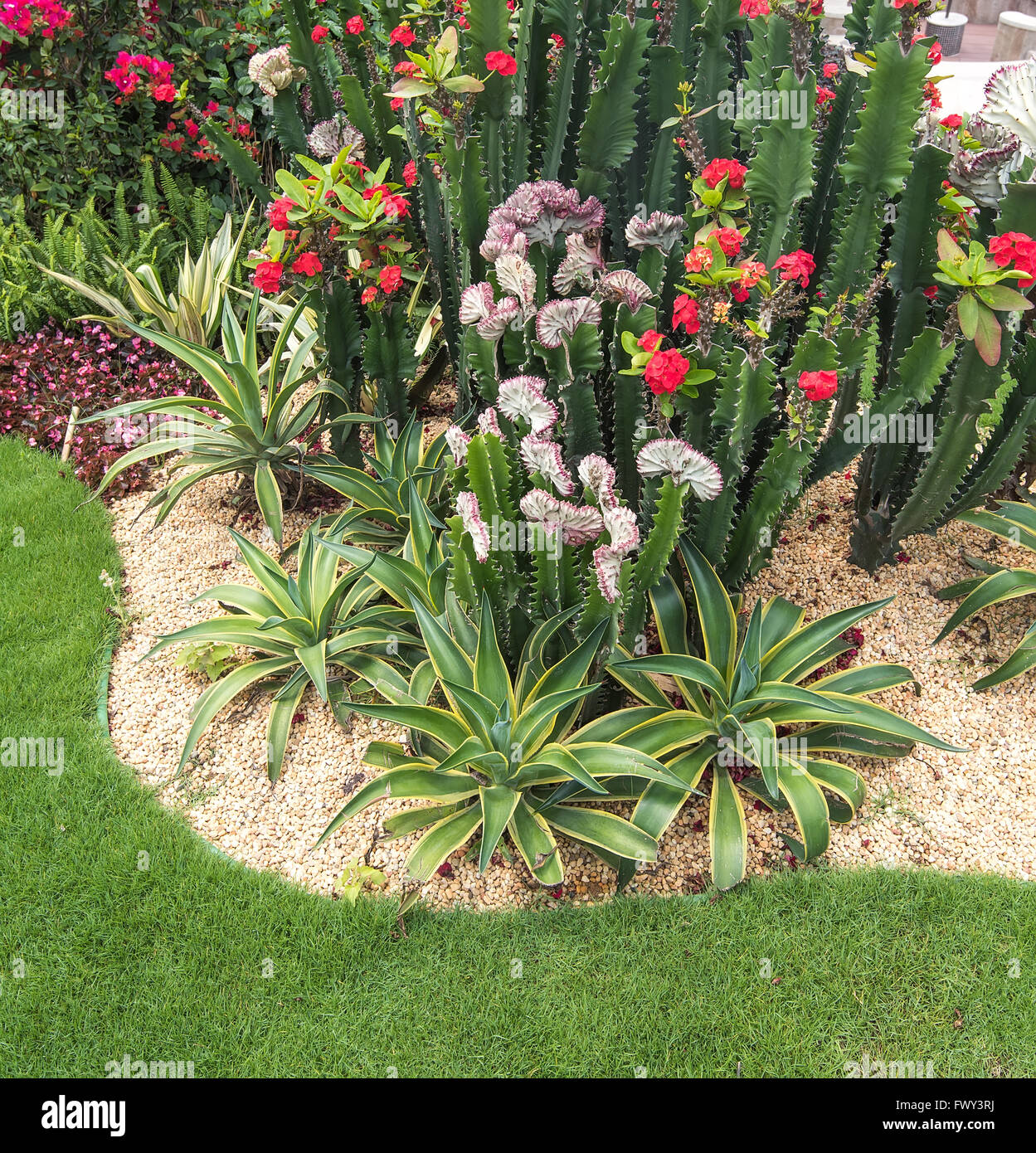 Sharp pointed agave plant leaves Stock Photo - Alamy