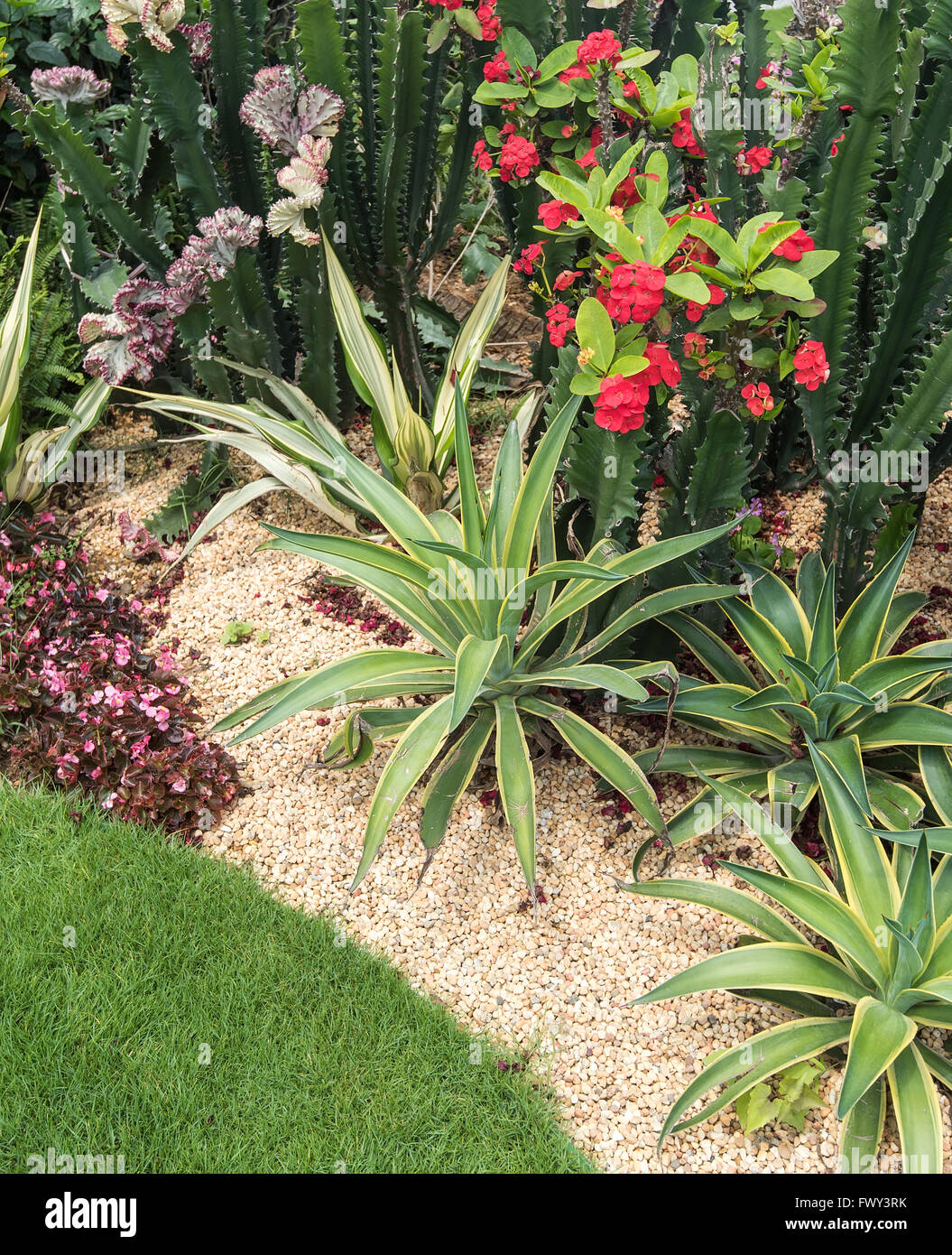 Sharp pointed agave plant leaves Stock Photo - Alamy