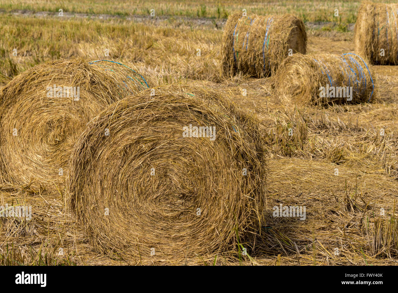 Large haystacks in a field Stock Photo - Alamy