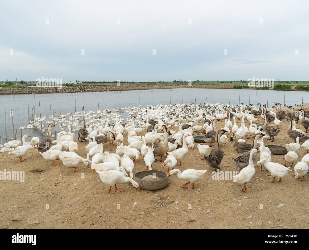 Cackle hi-res stock photography and images - Alamy