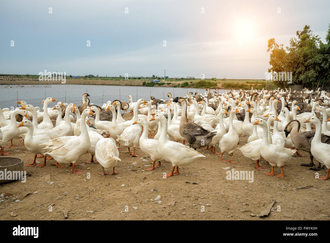 Geese at a farm Stock Photo - Alamy