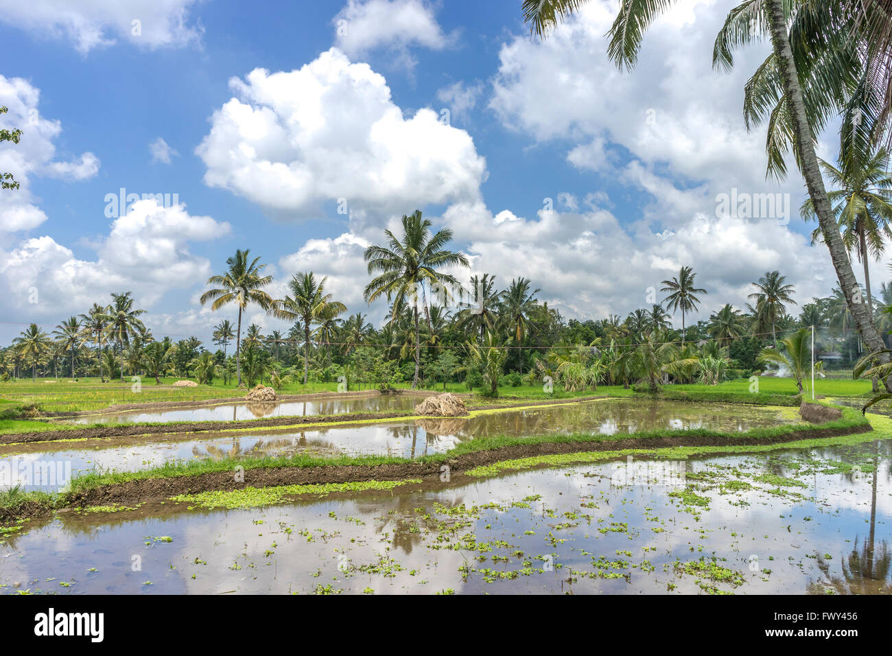 Agriculture paddy hill with cloudy skies Stock Photo - Alamy