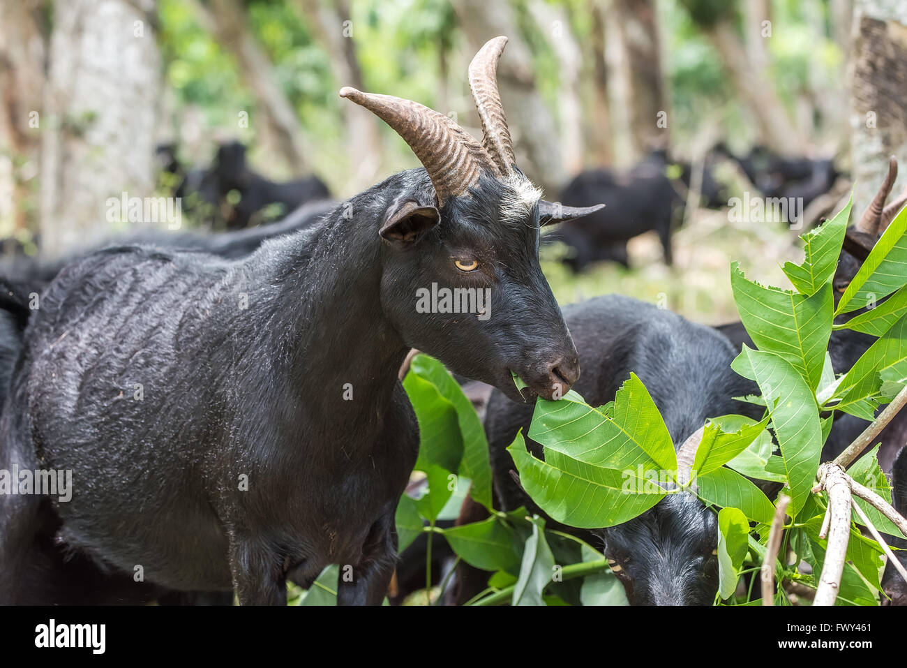 Black goat hi-res stock photography and images - Alamy