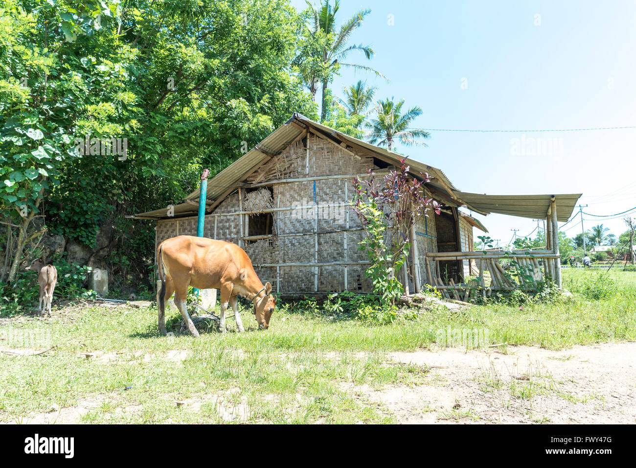 cow and old bamboo house Stock Photo - Alamy