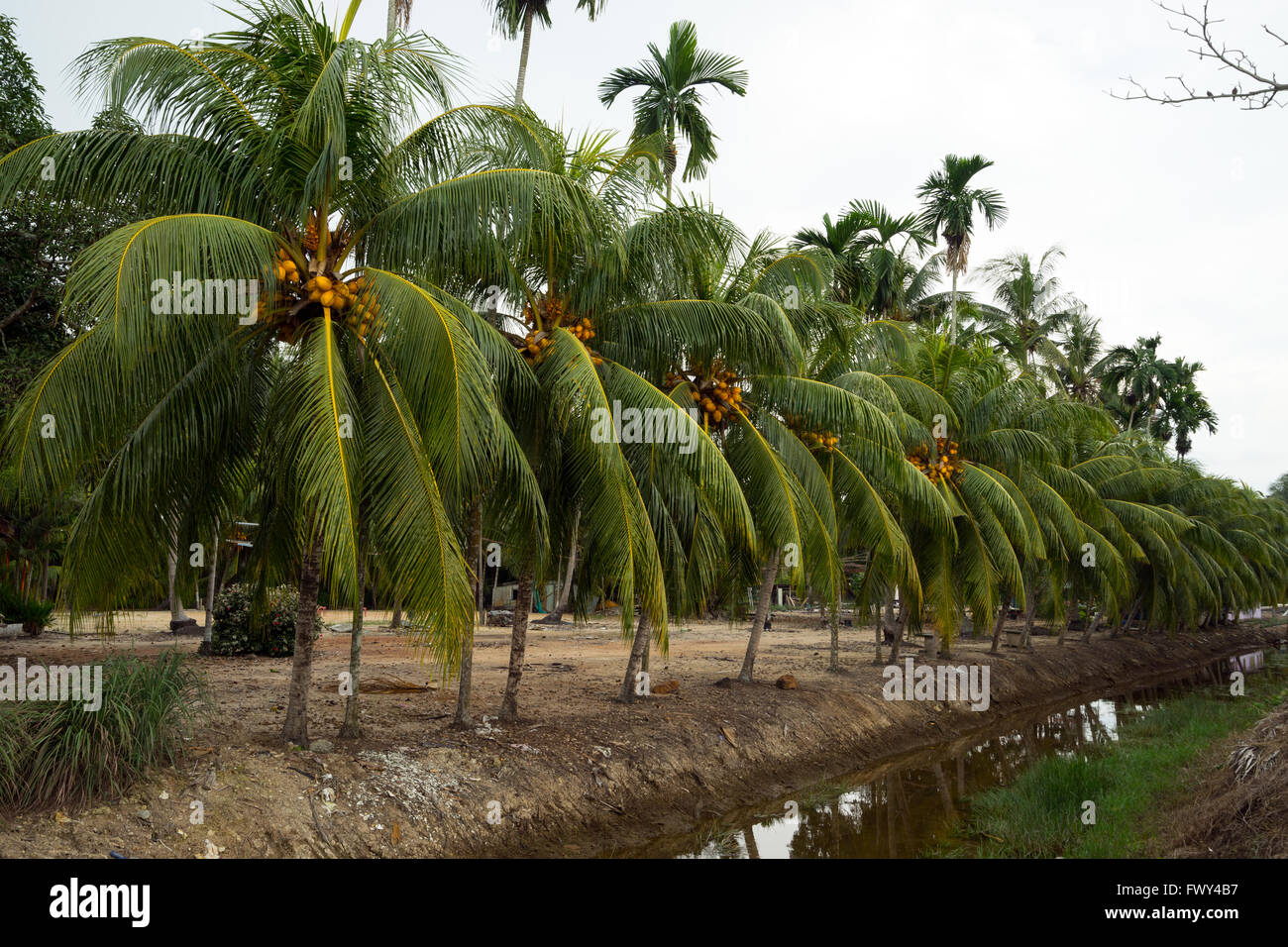Coconut trees in row Stock Photo - Alamy
