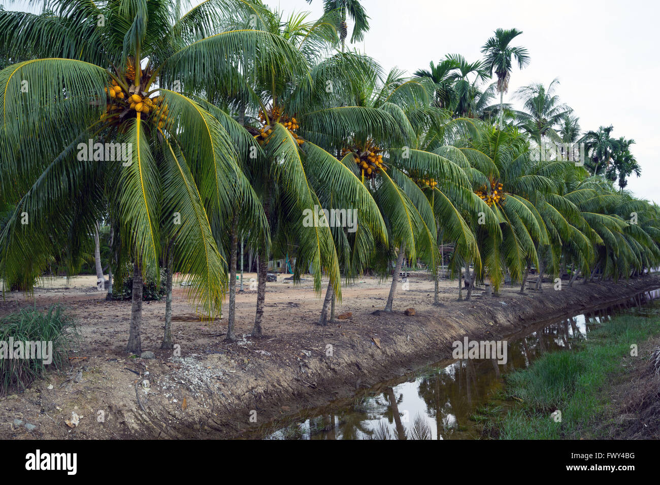 Coconut trees in row Stock Photo - Alamy