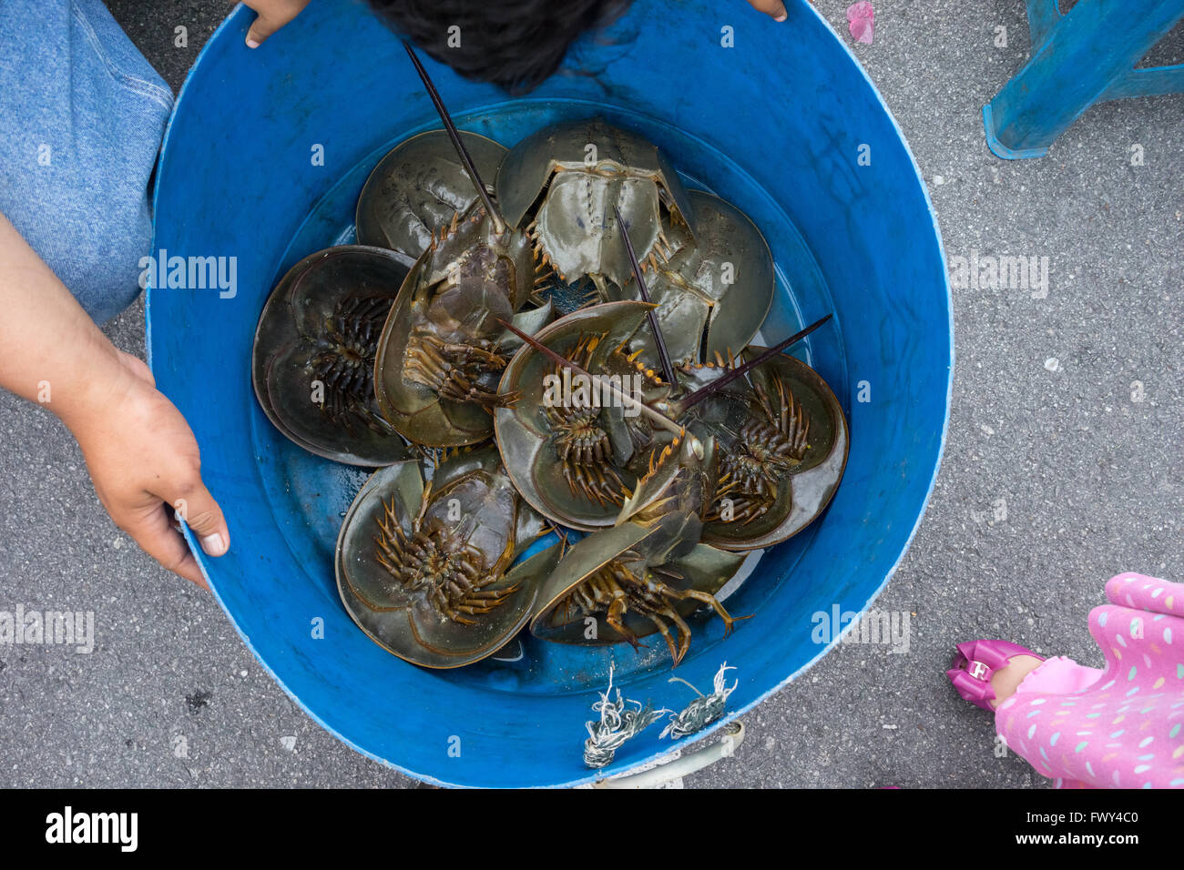 Horseshoe crabs are marine and brackish water arthropods of the family ...