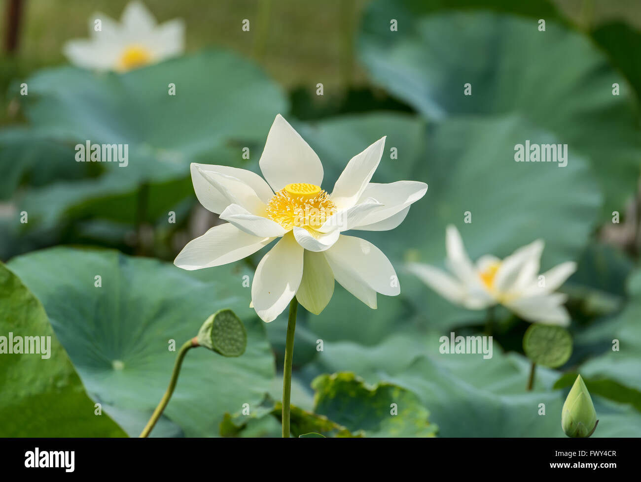 blooming lotus flower Stock Photo - Alamy