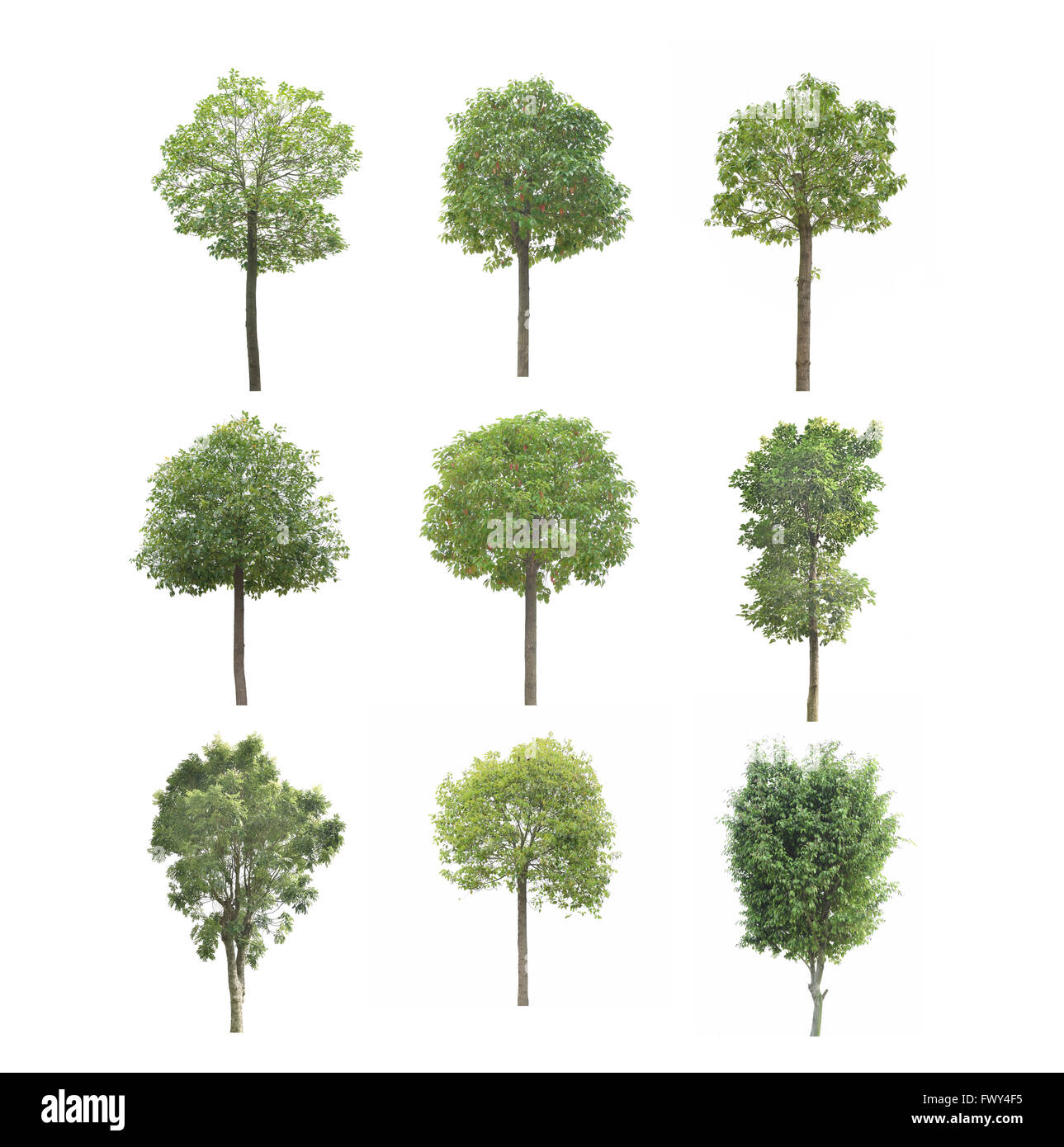 Tree plant garden Cut Out Stock Images & Pictures - Alamy