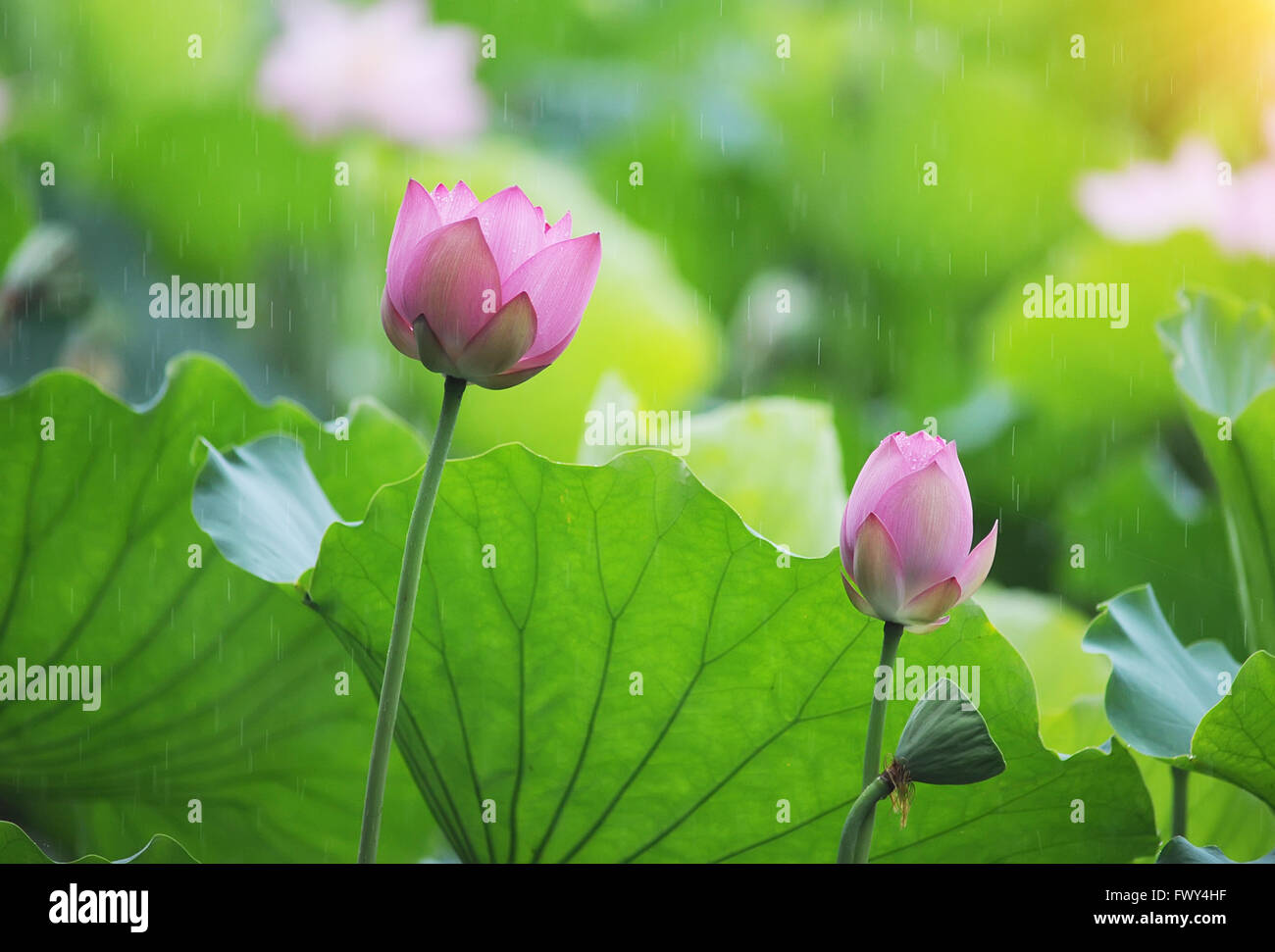 Lotus flower and Lotus flower plants Stock Photo - Alamy