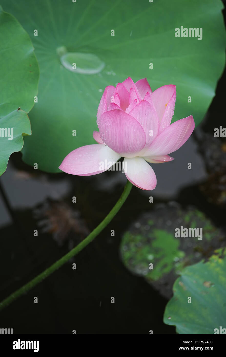 Lotus flower and Lotus flower plants Stock Photo - Alamy