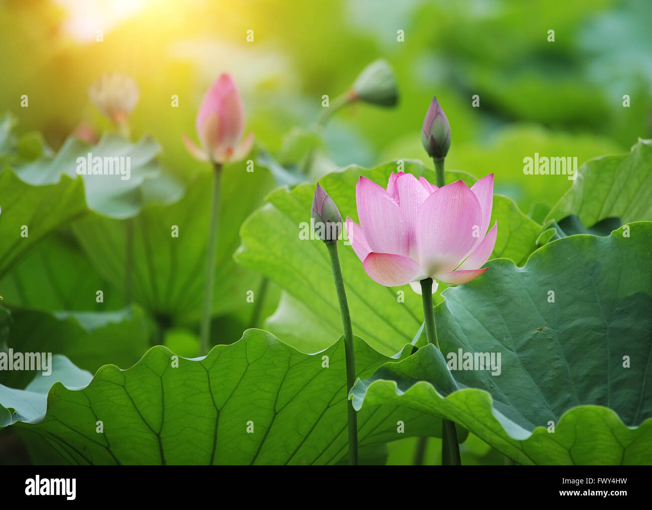 Lotus flower and Lotus flower plants Stock Photo - Alamy