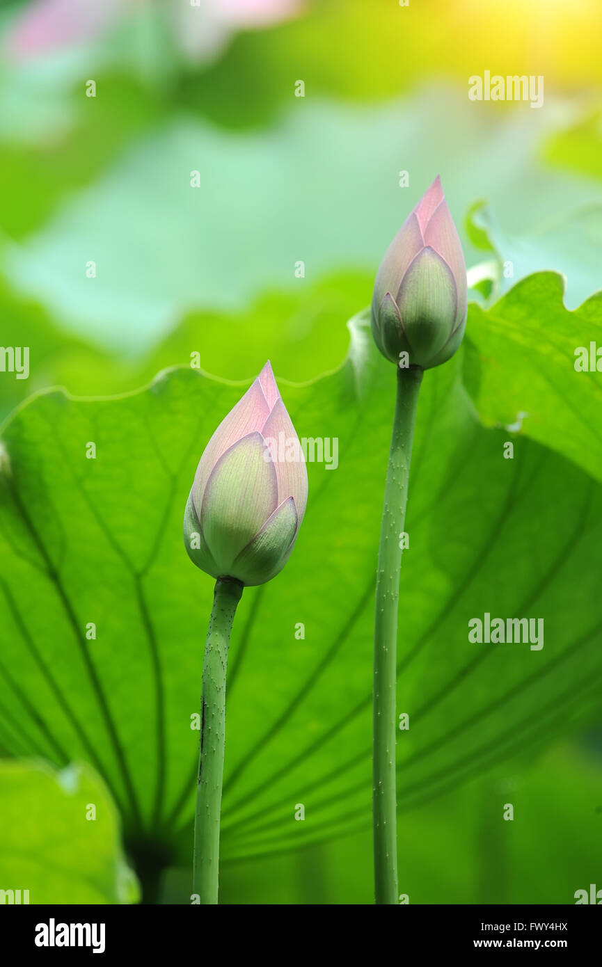 Lotus flower and Lotus flower plants Stock Photo - Alamy