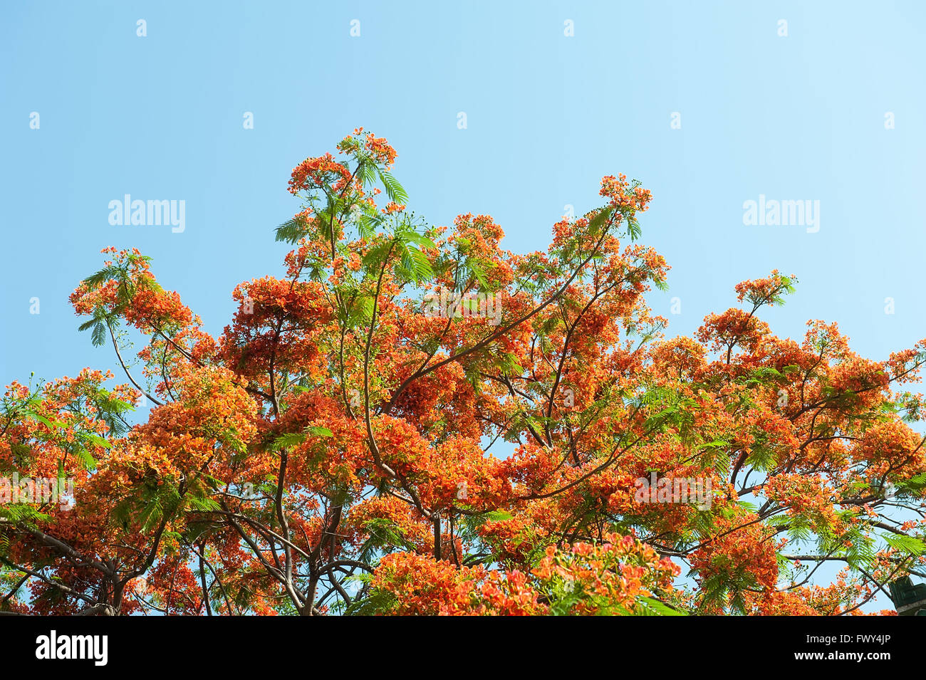 Peacock flower tree hi-res stock photography and images - Alamy