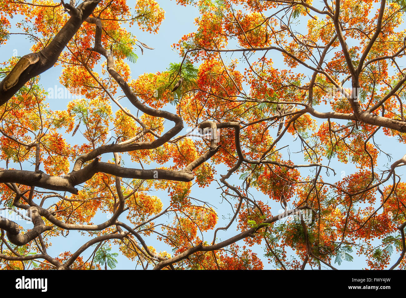 Peacock flower tree hi-res stock photography and images - Alamy