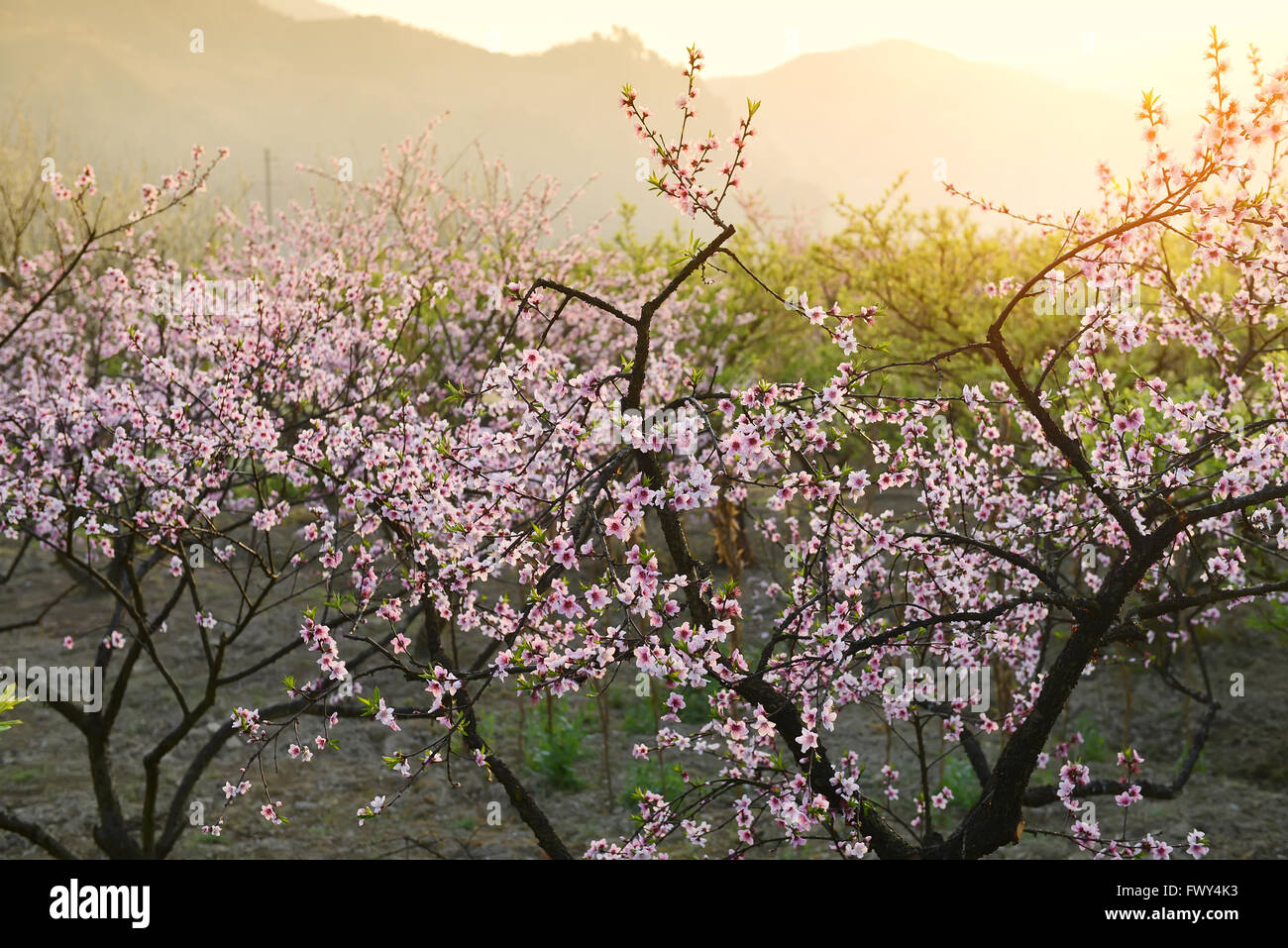 Peach flower blooming Stock Photo - Alamy
