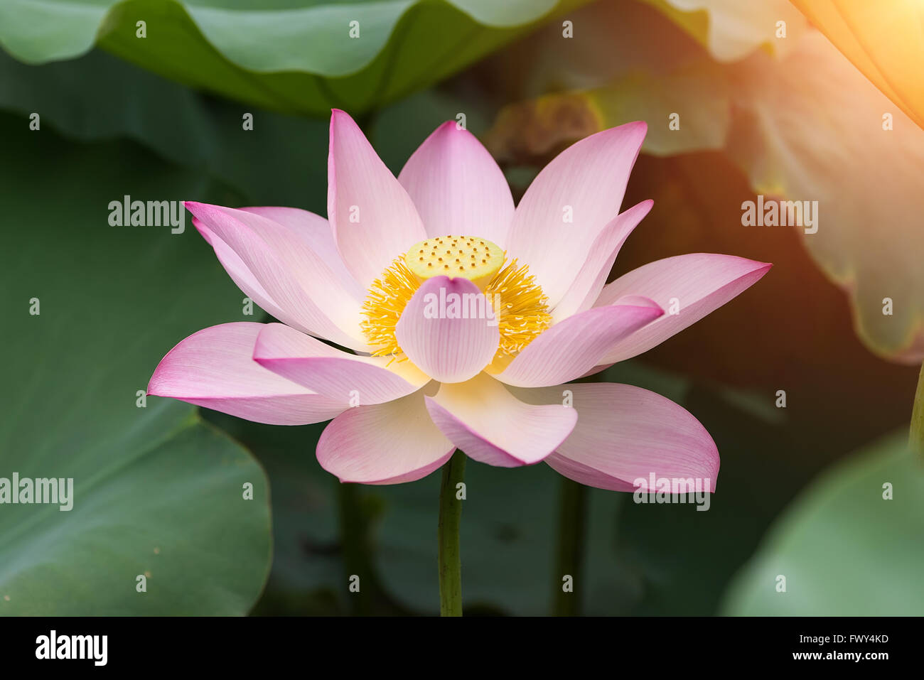 Lotus flower and Lotus flower plants Stock Photo - Alamy