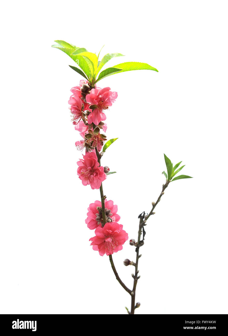 Peach flower blooming Stock Photo - Alamy