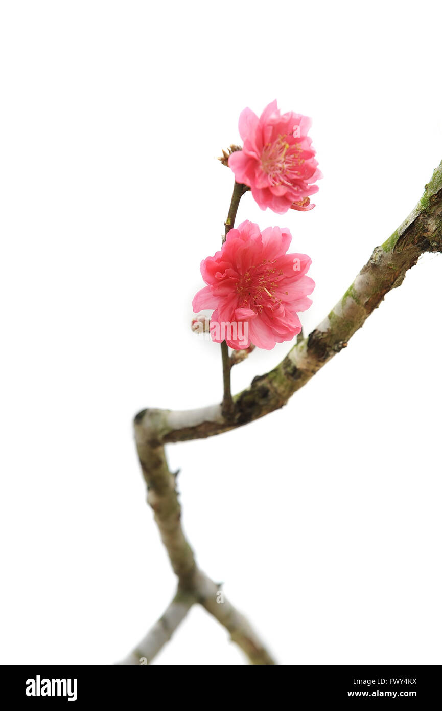 Peach flower blooming Stock Photo - Alamy