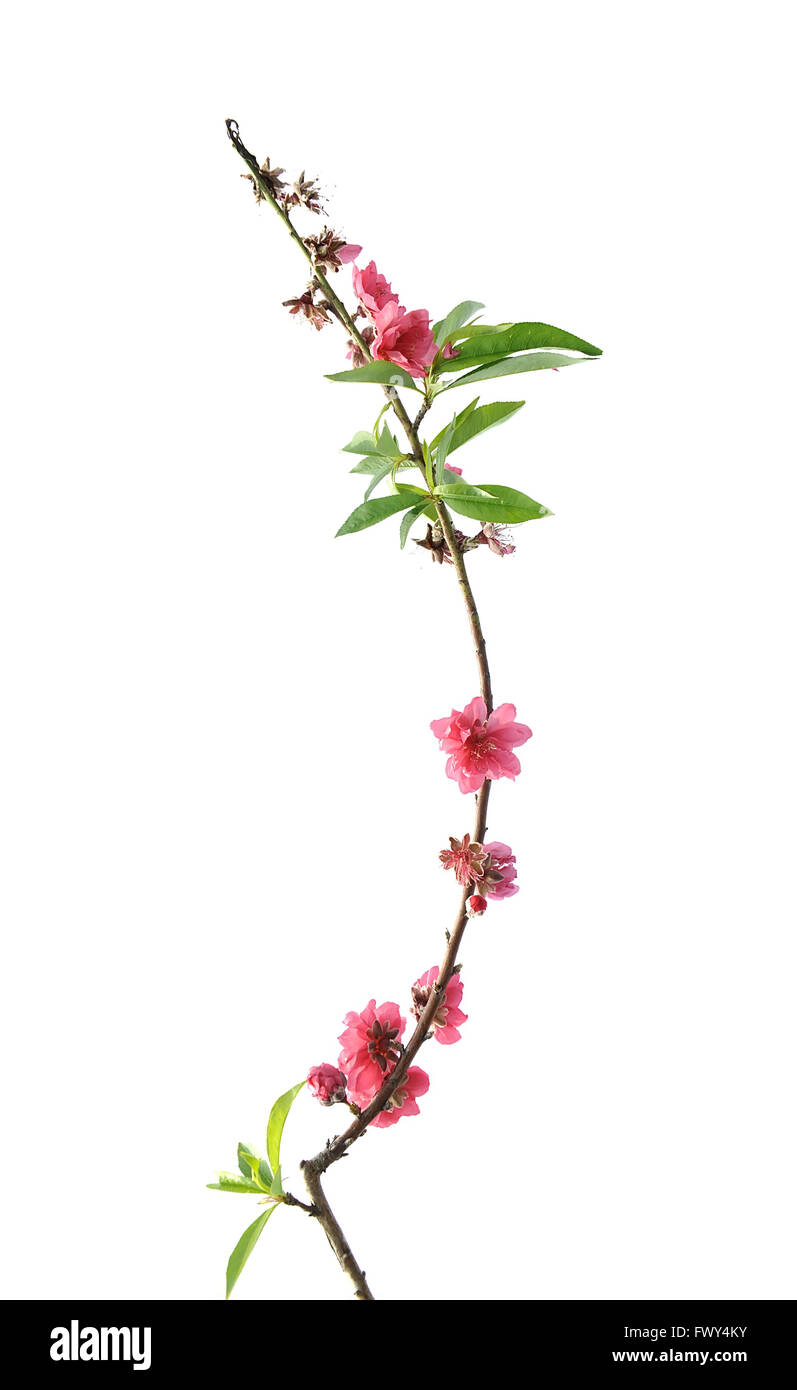 Peach flower blooming Stock Photo - Alamy