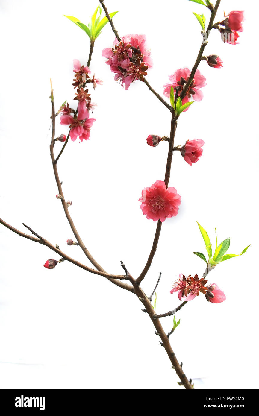 Peach flower blooming Stock Photo - Alamy