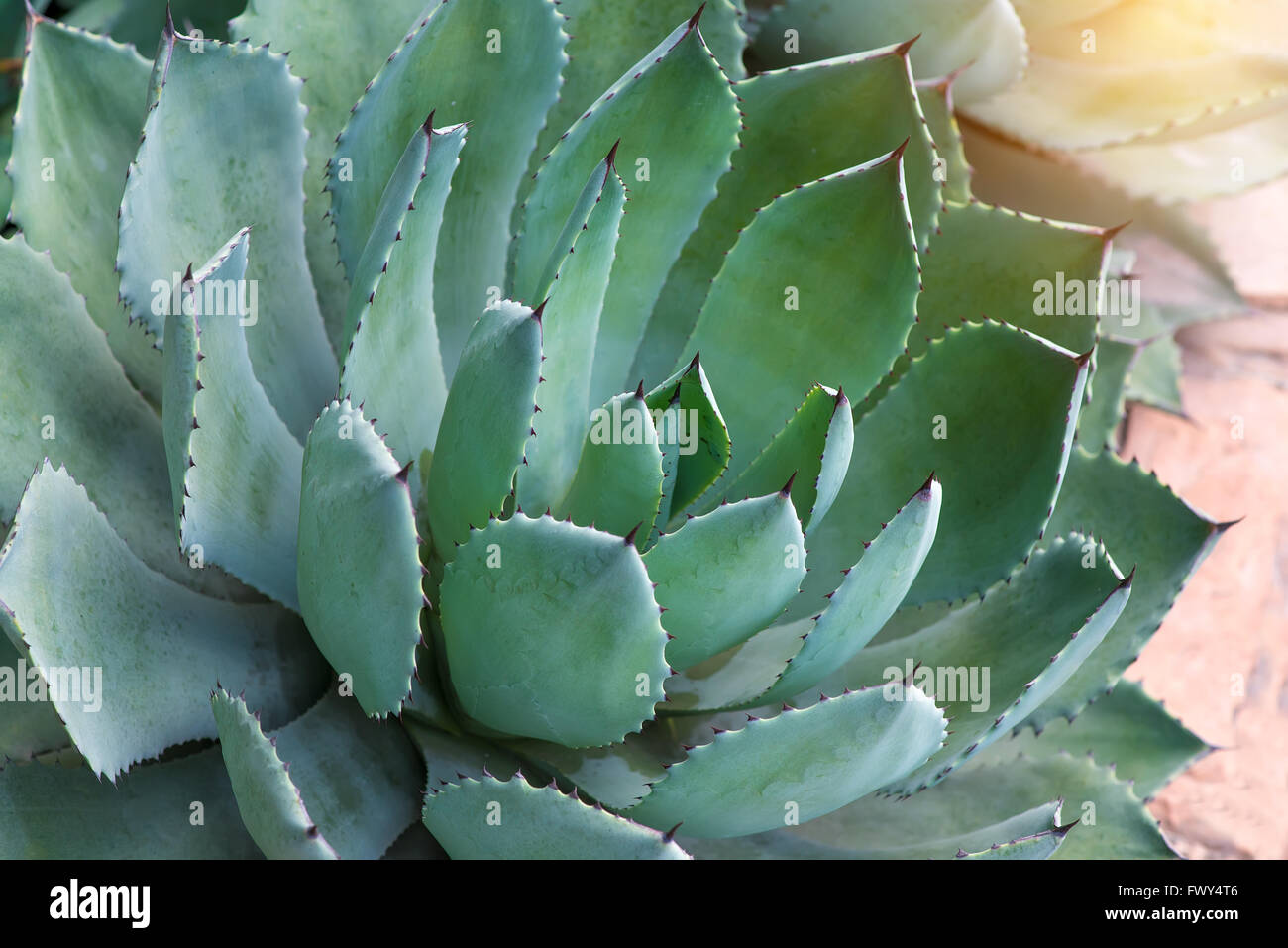 Sharp pointed agave plant leaves Stock Photo - Alamy