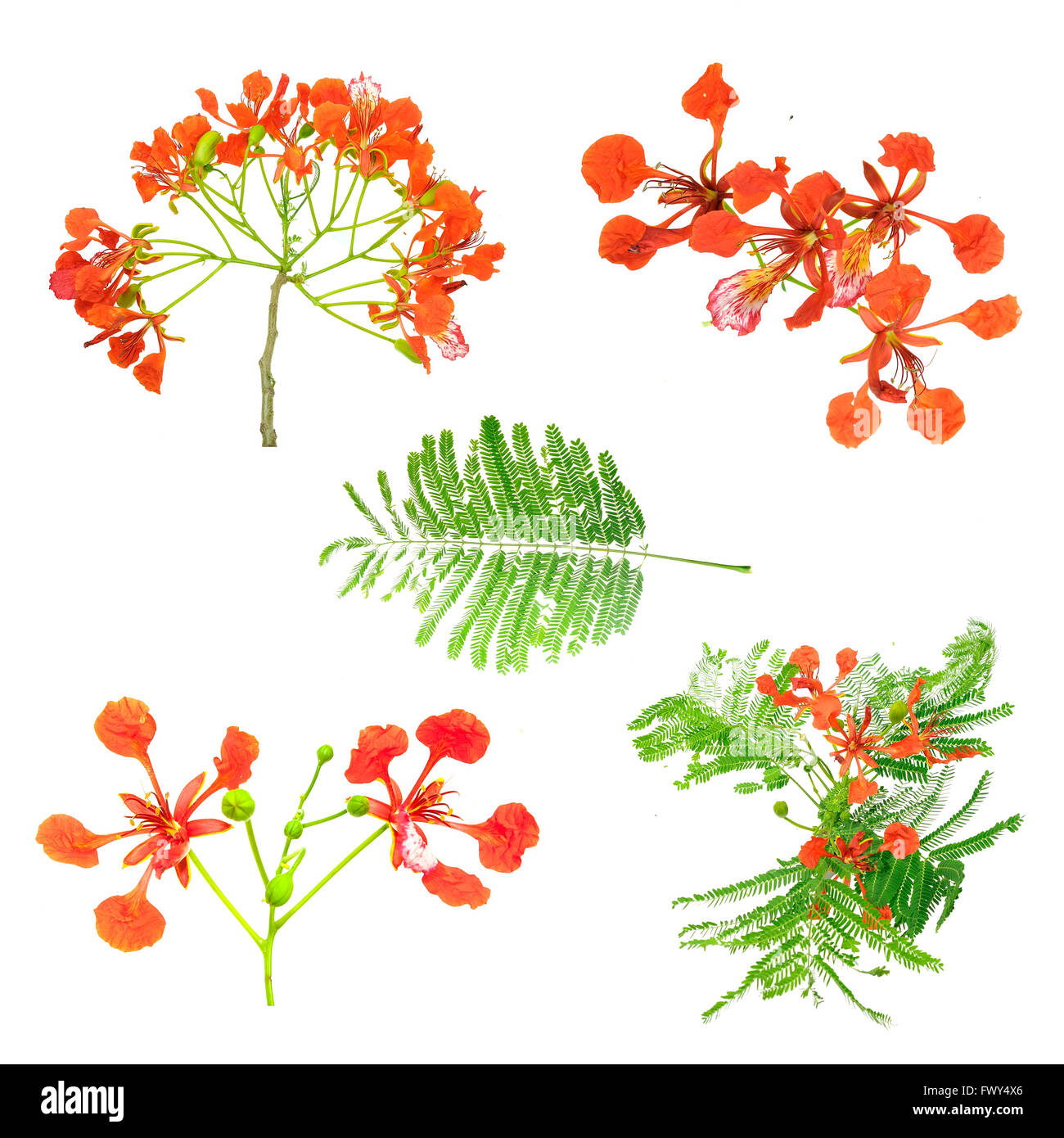 Flamboyan Cut Out Stock Images & Pictures - Alamy