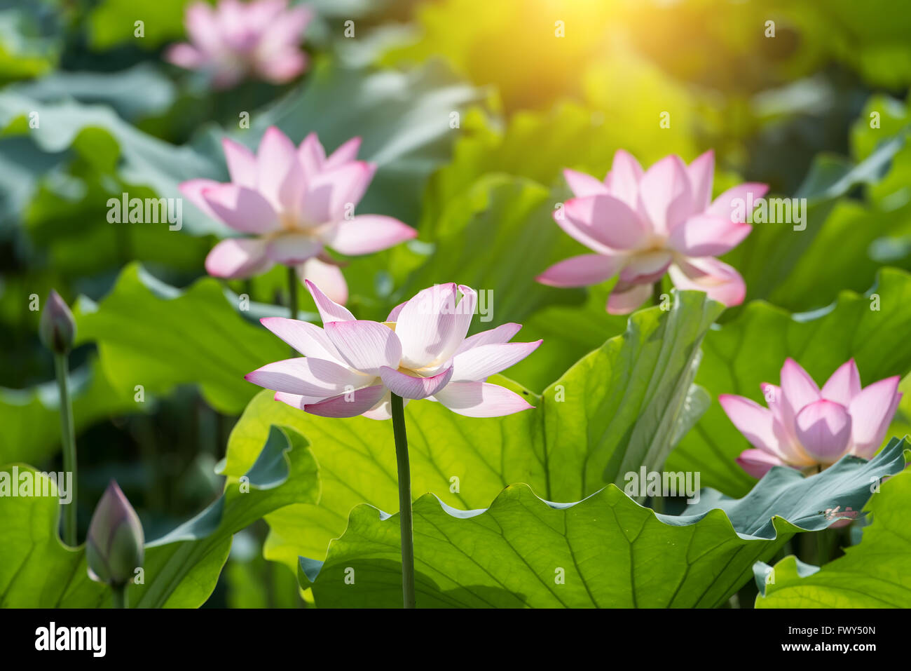 Lotus flower and Lotus flower plants Stock Photo - Alamy