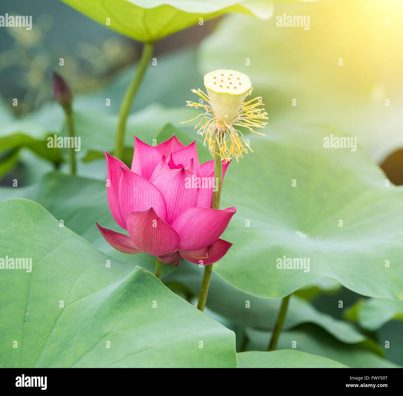 Lotus flower and Lotus flower plants Stock Photo - Alamy