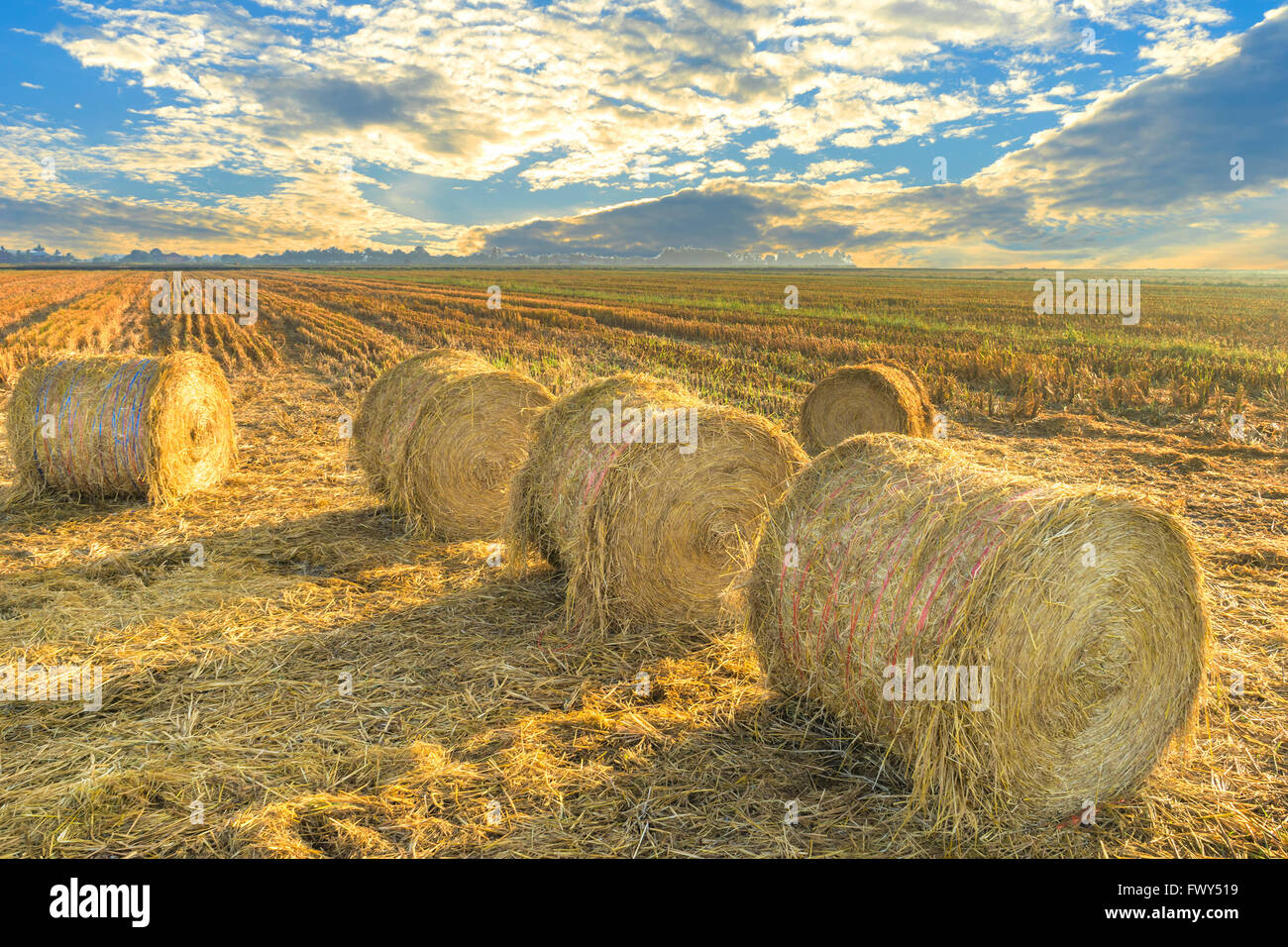 Paddy straw hi-res stock photography and images - Alamy