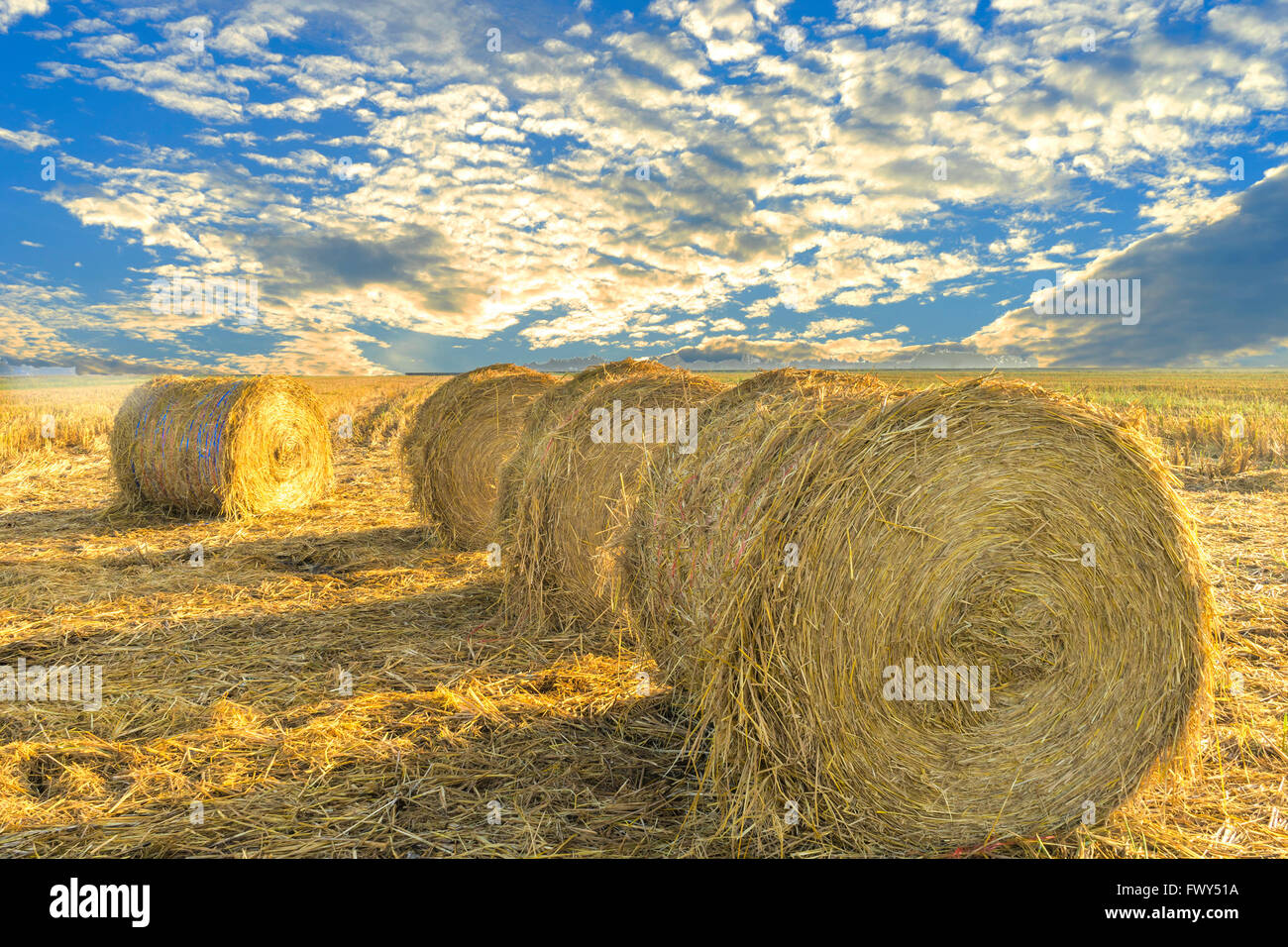 Paddy straw hi-res stock photography and images - Alamy