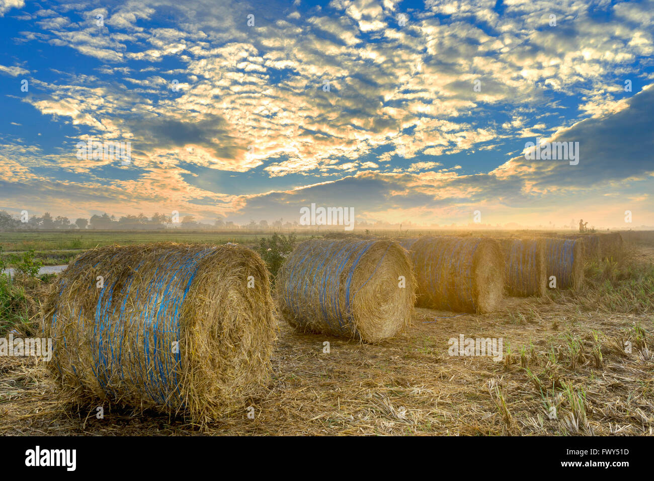 Rolls of paddy straw with sunrise golden skies background Stock Photo ...