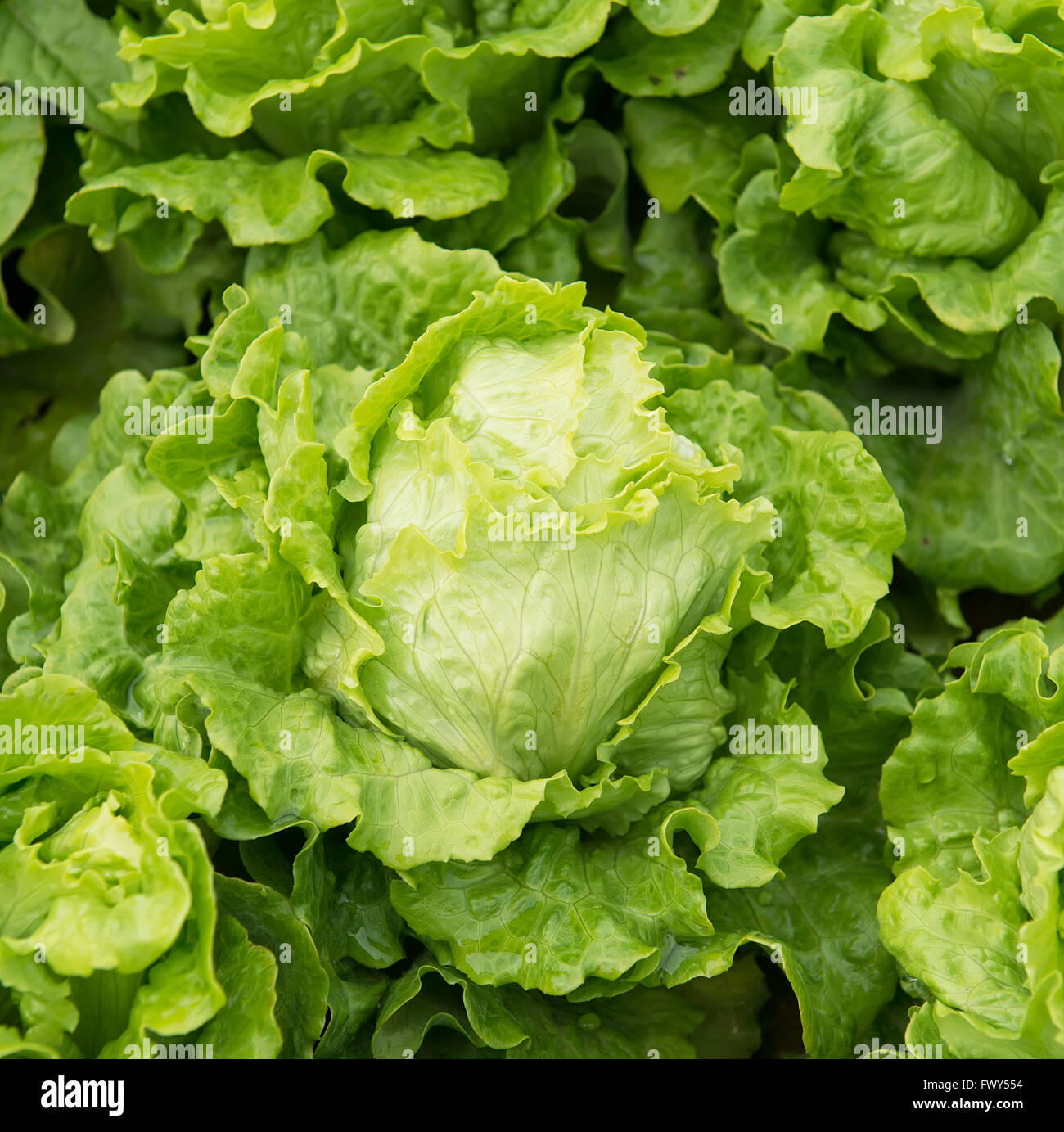 lettuce plant in field Stock Photo - Alamy