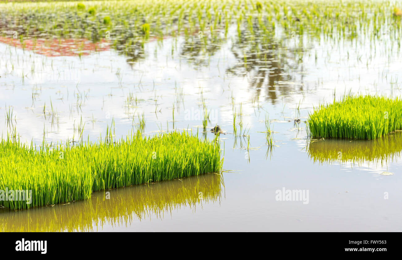 Rice transplantation hi-res stock photography and images - Alamy